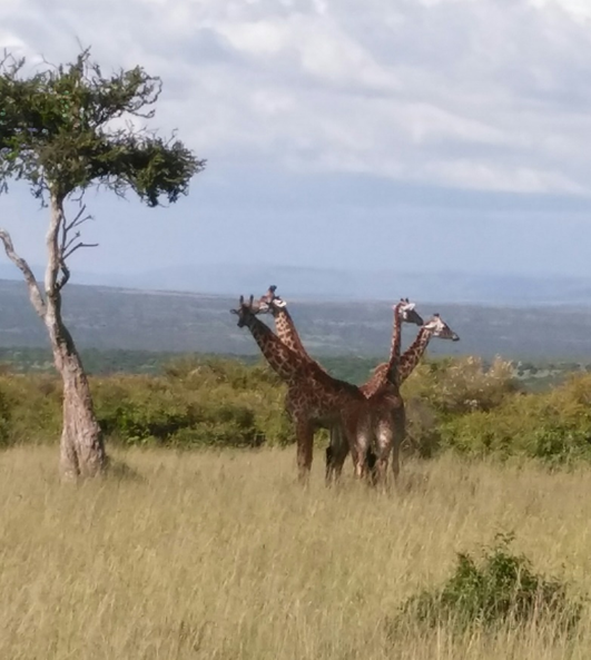 The Giraffe Is Winking – Service Delivery Is About Experience ...